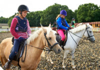 Gallery – Stag Lodge Stables