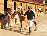 Gallery – Stag Lodge Stables