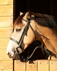 Gallery – Stag Lodge Stables