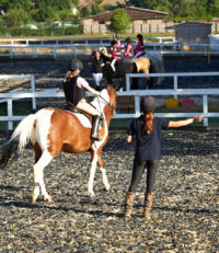 Gallery – Stag Lodge Stables