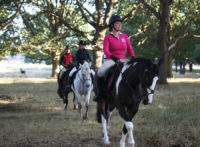 Gallery - Stag Lodge Stables