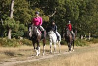 Gallery – Stag Lodge Stables