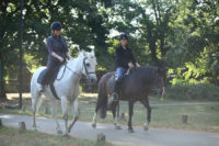 Gallery – Stag Lodge Stables