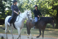 Gallery – Stag Lodge Stables