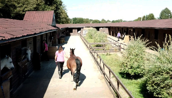Horse-Care Courses – Stag Lodge Stables