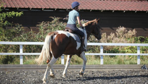Riding Courses & Training – Stag Lodge Stables