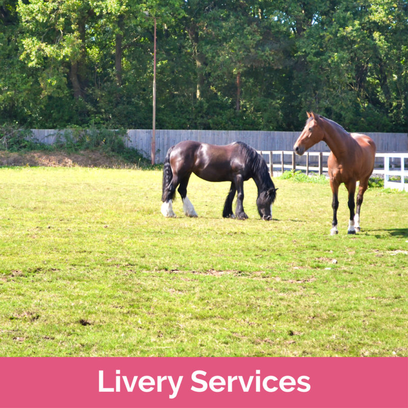 Livery Services – Stag Lodge Stables