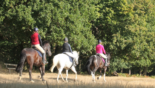 Vacancies – Stag Lodge Stables